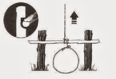 SURVIVAL AND BUSHCRAFT TECHNIQUES, "DOWN NOT OUT".: THE SIMPLE SNARE