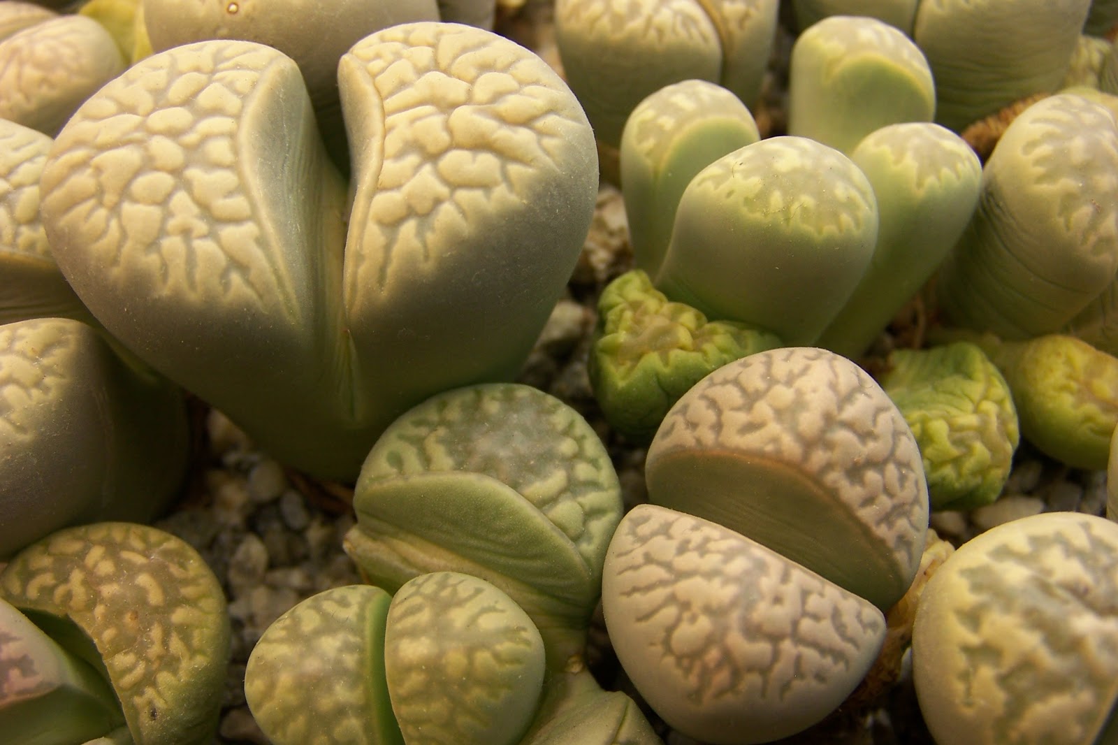 Oregon Cactus Blog: Lithops marmorata