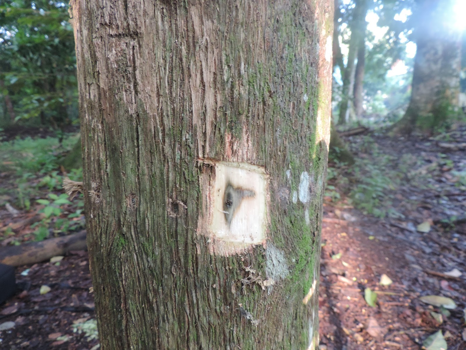 Gaharu Lampung: Gaharu dan Proses Inokulasi