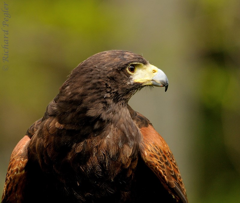 Pegler Birding: The Scottish Highlands - Pt.2, 28th May, 2013