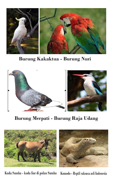 √ Gambar Flora dan Fauna Peralihan Indonesia Tengah