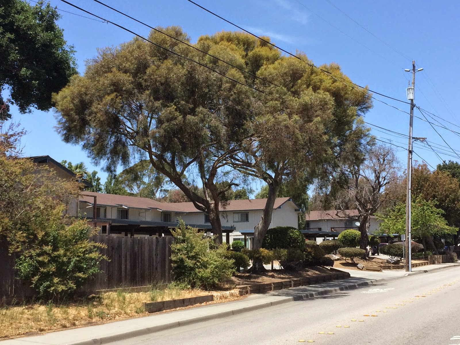 Trees of Santa Cruz County: Eucalyptus spathulata - Swamp Mallee