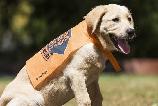 Guide Dogs VIC - Dogs Unite Walk April 17 | Australian Dog Lover