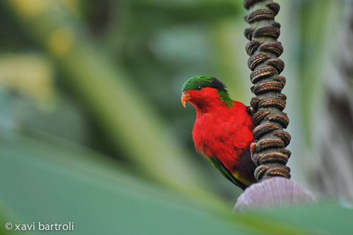 Un planeta lleno de islas: El 'ura o lori de Rimatara