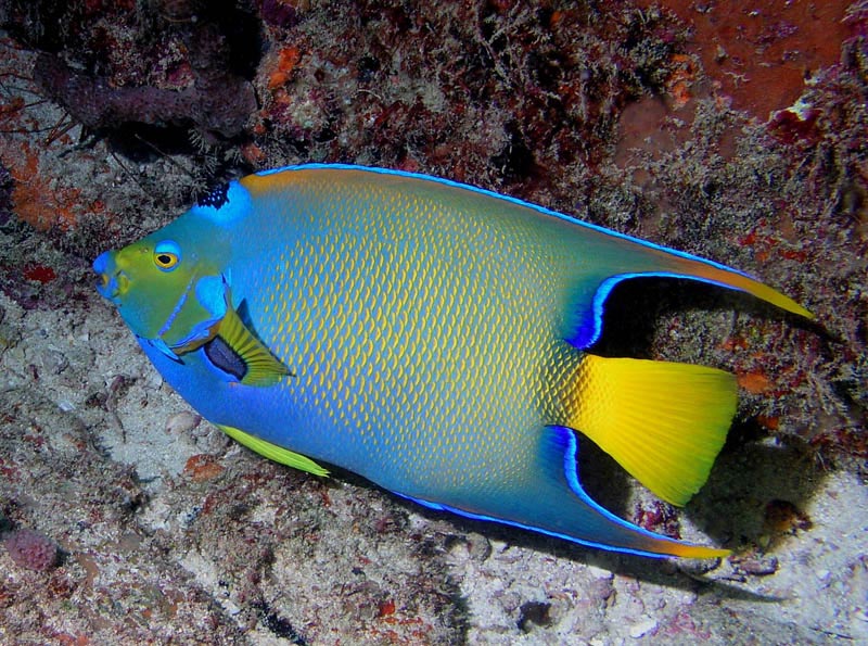 IMÁGENES Y FOTOS DE ANIMALES: Pez Ángel