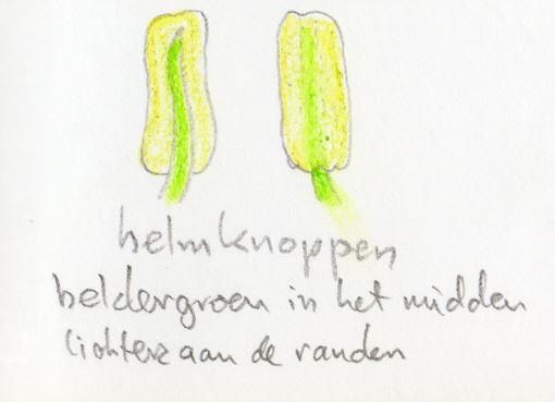 NATUURTEKENINGEN: Wilgentak, vrouwtje