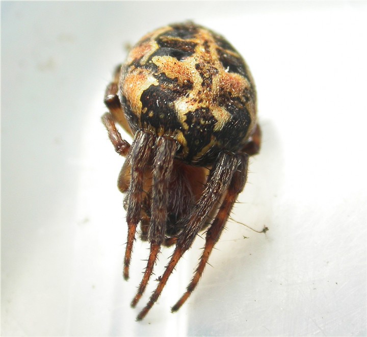 Arachnophobia: A-Z Spiders