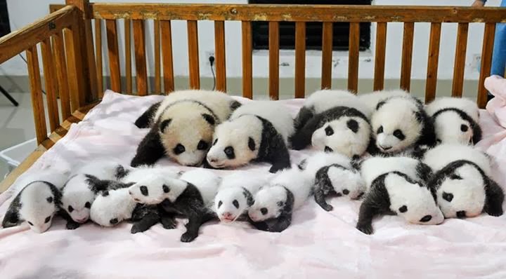 Presentaron a 14 osos panda bebés nacidos en la reserva de Chengdu en ...