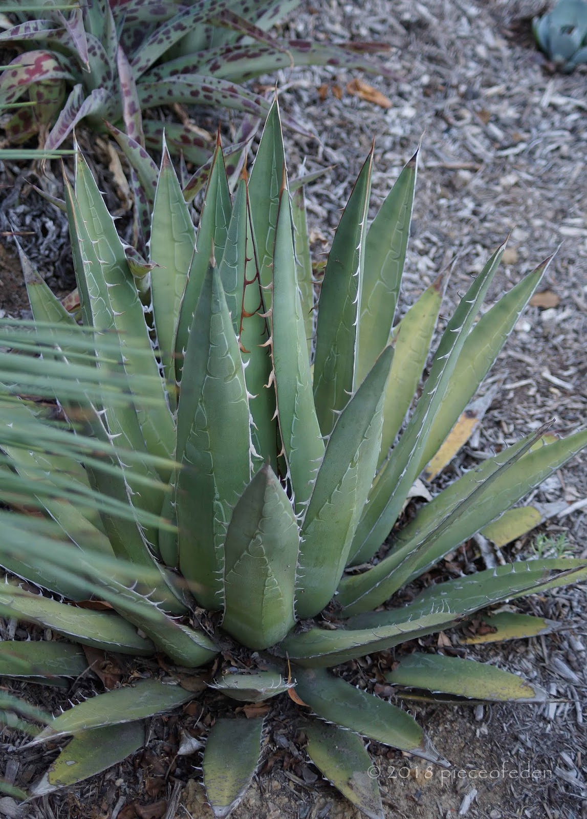 All The Agaves 2018 Edition