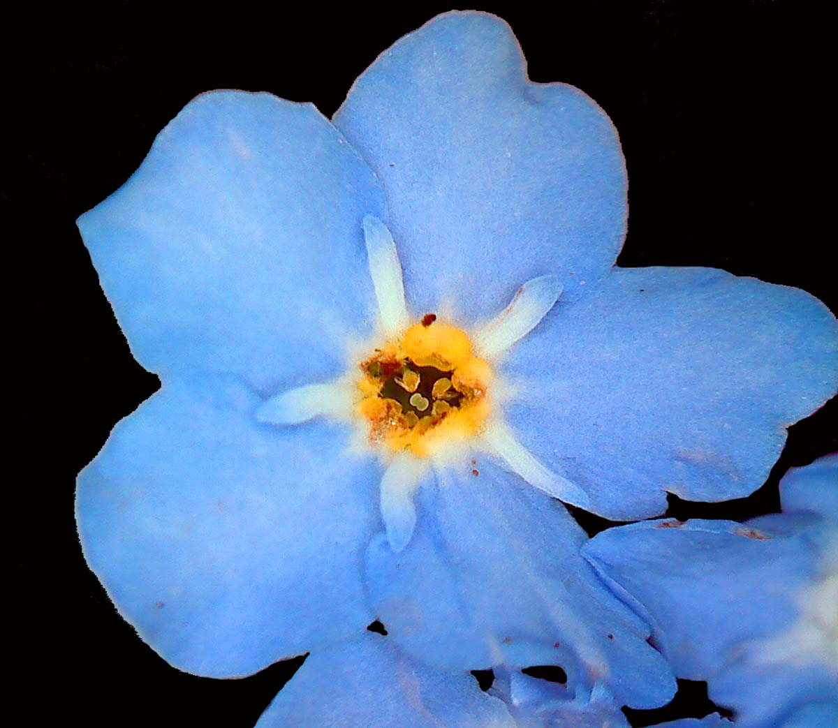 The Agatelady: Adventures and Events: Flowers Close Up