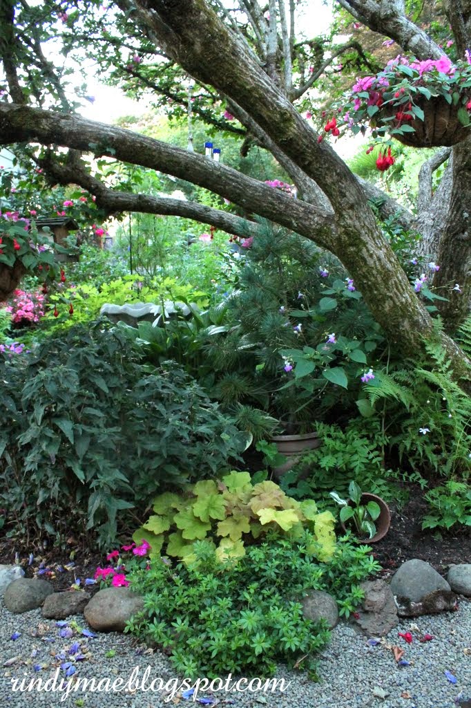 Rindy Mae: The First Week Of August In The Backyard