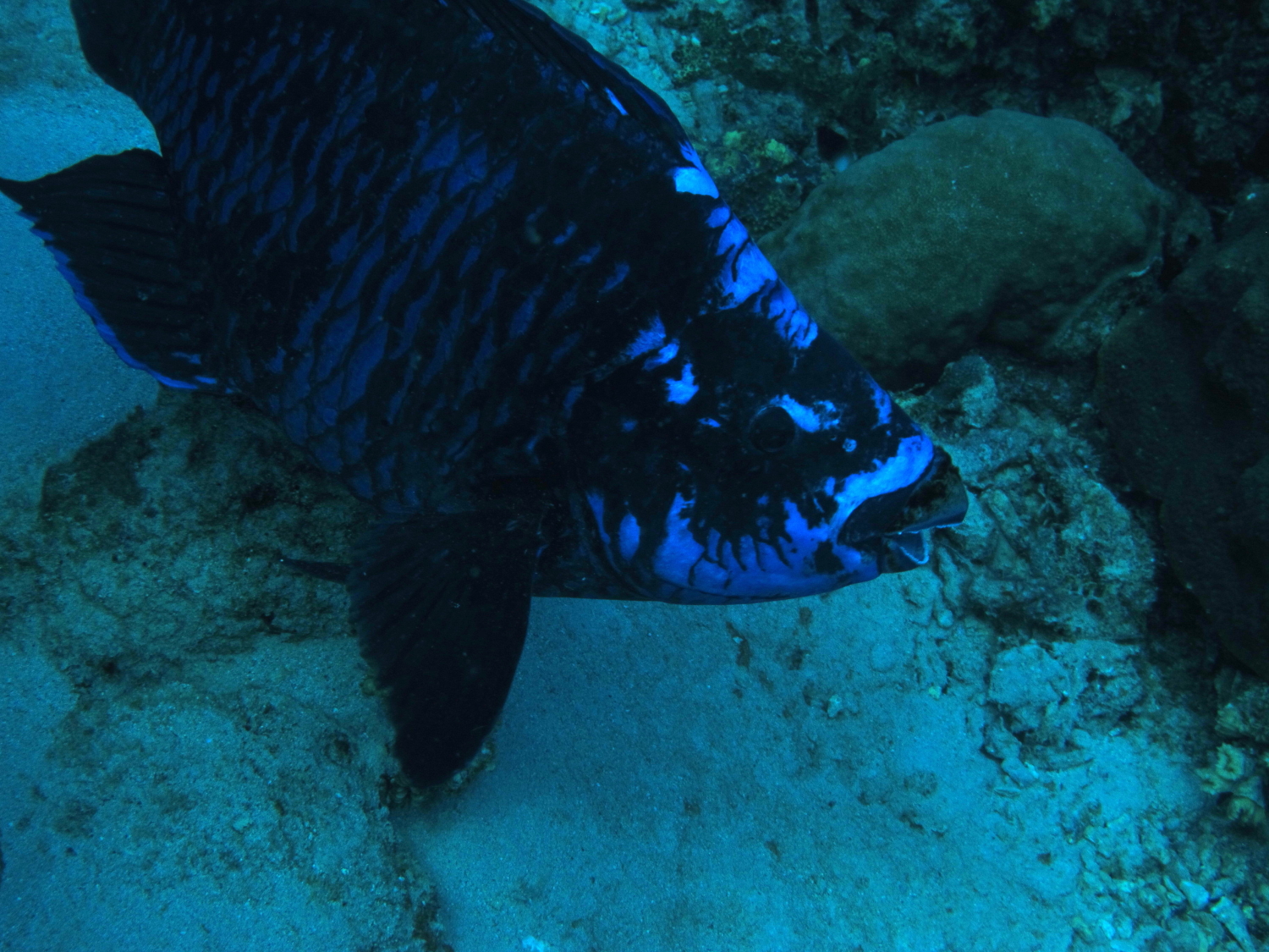 Rambling Jill: Midnight parrotfish