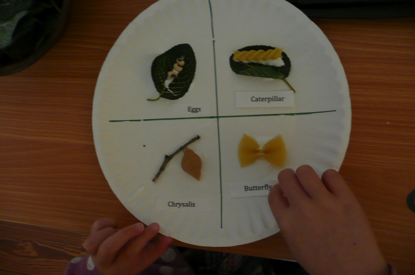 Montessori Teachings: Metamorphosis of a caterpillar