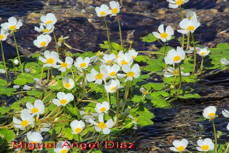 Cuaderno de Campo: Ranúnculo acuático (Ranunculus aquatilis)