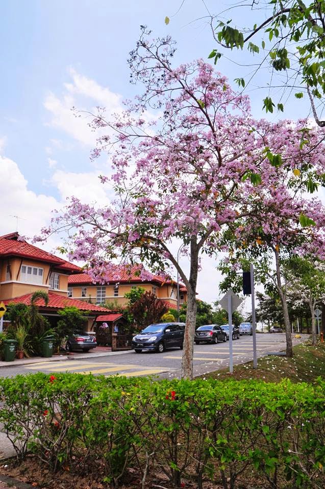 MUSIM BUNGA DI MALAYSIA - TUBEPANAS