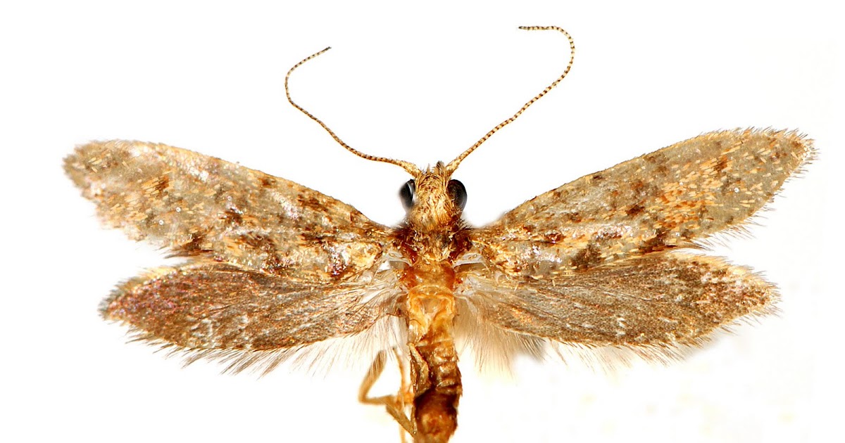 Variety of Life: Lepidoptera