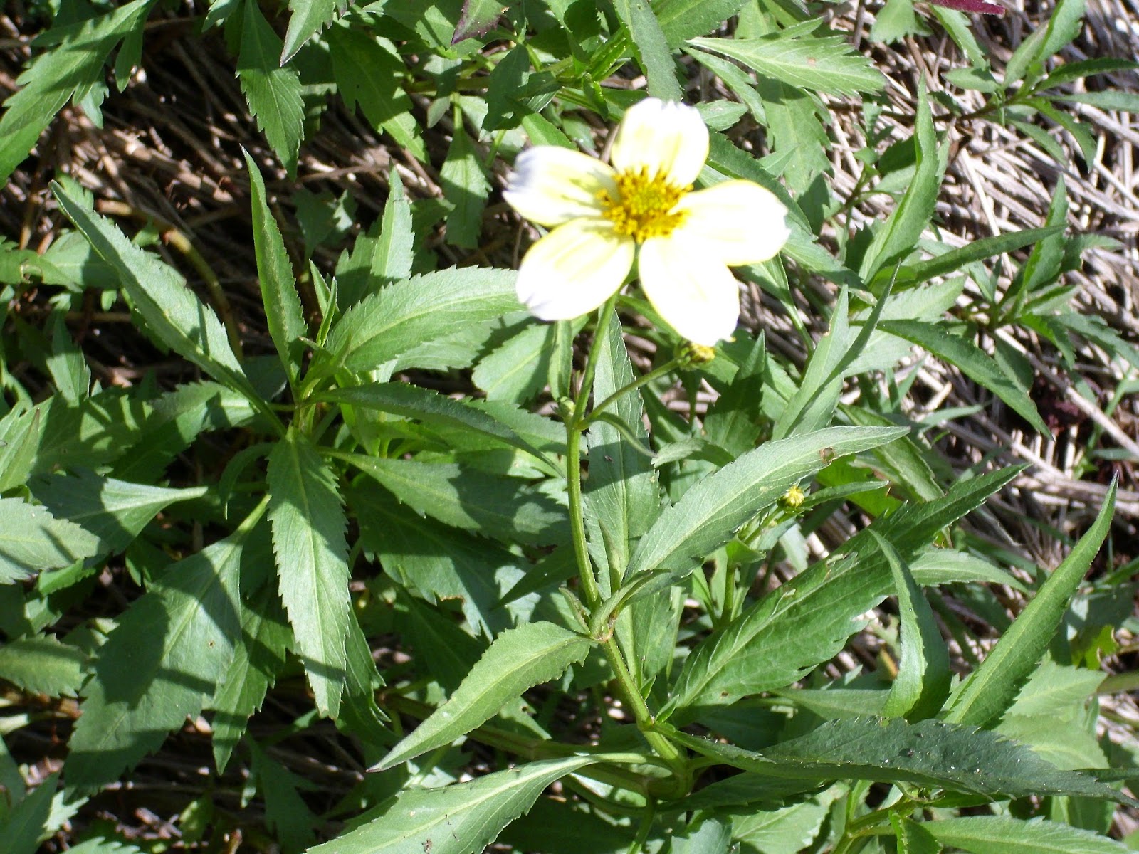 Peces y plantas ornamentales: Bidens Aurea - Aceitilla
