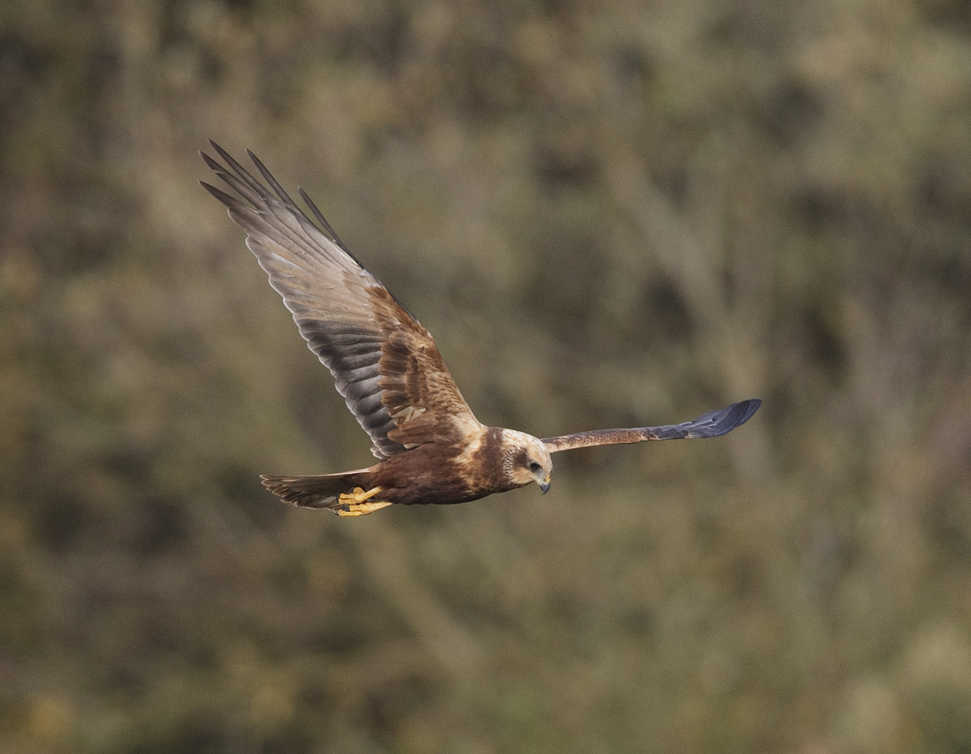 pewit: 2cy male Marsh Harrier