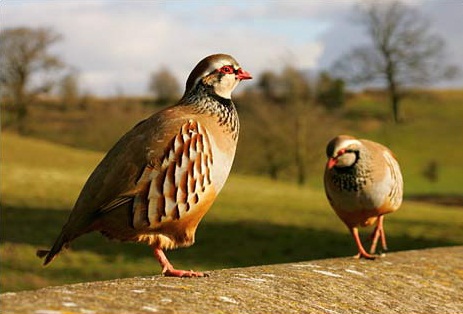 Partridge ~ Animals Images