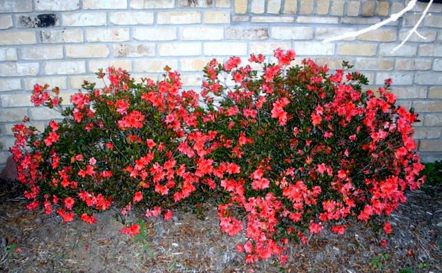 WOUNDED BIRD: dwarf azaleas