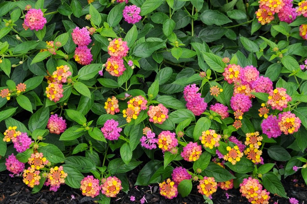 8 JENIS TANAMAN BERBUNGA YANG TAHAN PANAS - TANAMAN HIAS BOGOR | JUAL ...