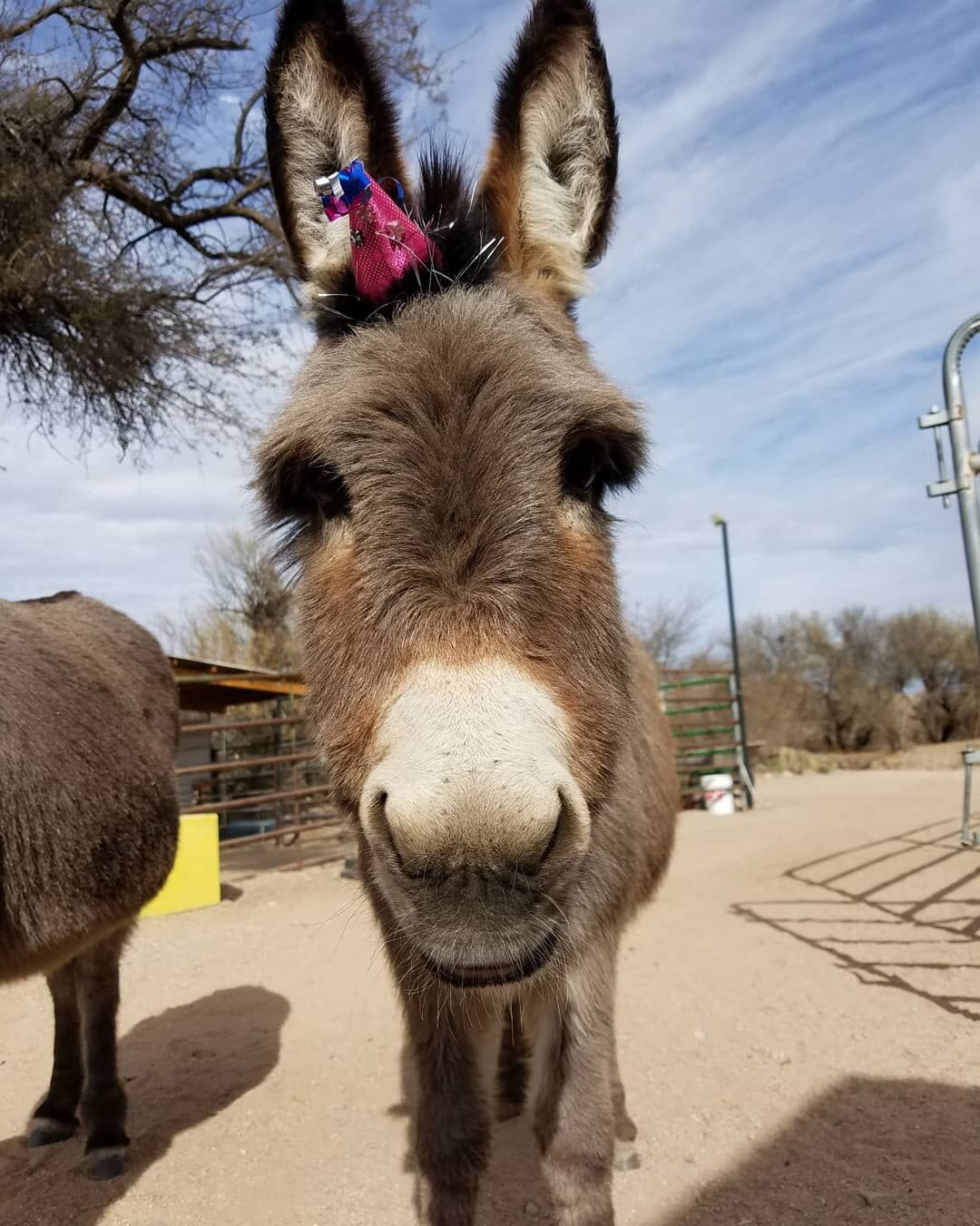 Forever Home Donkey Rescue: HAPPY NEW YEAR TO ONE AND ALL......!!