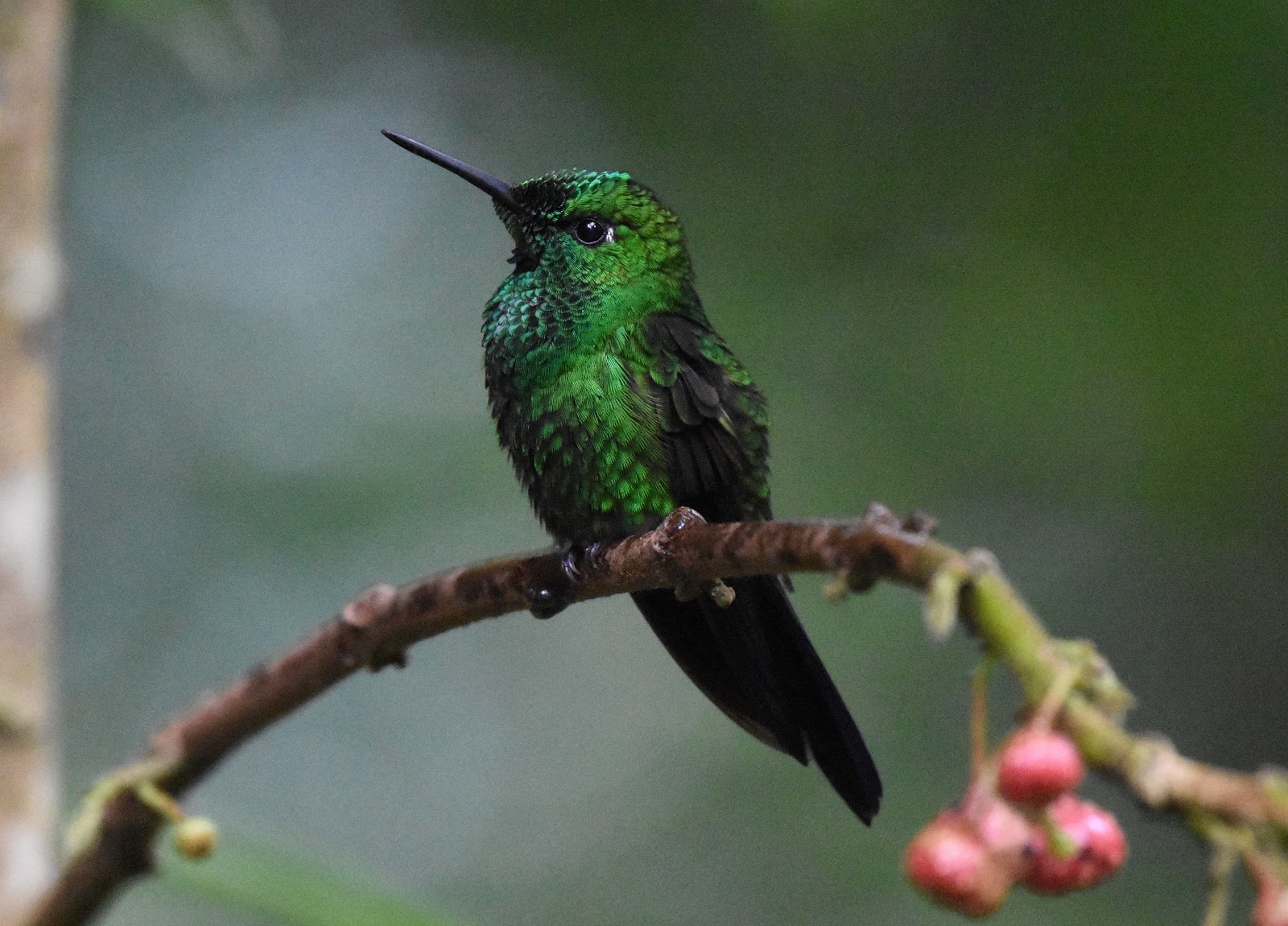 Las Aventuras: A Charm of Hummingbirds