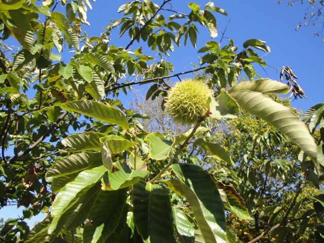 All Things Important: Tales From A Missouri Chestnut Grove