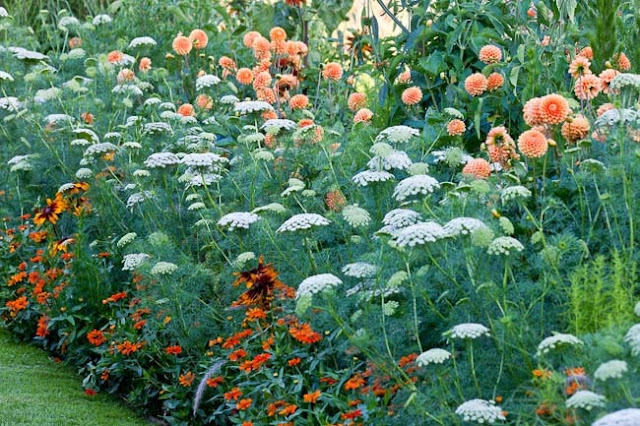 Seminte si plante de gradina hobby: Ammi Visnaga-Marar salbatic