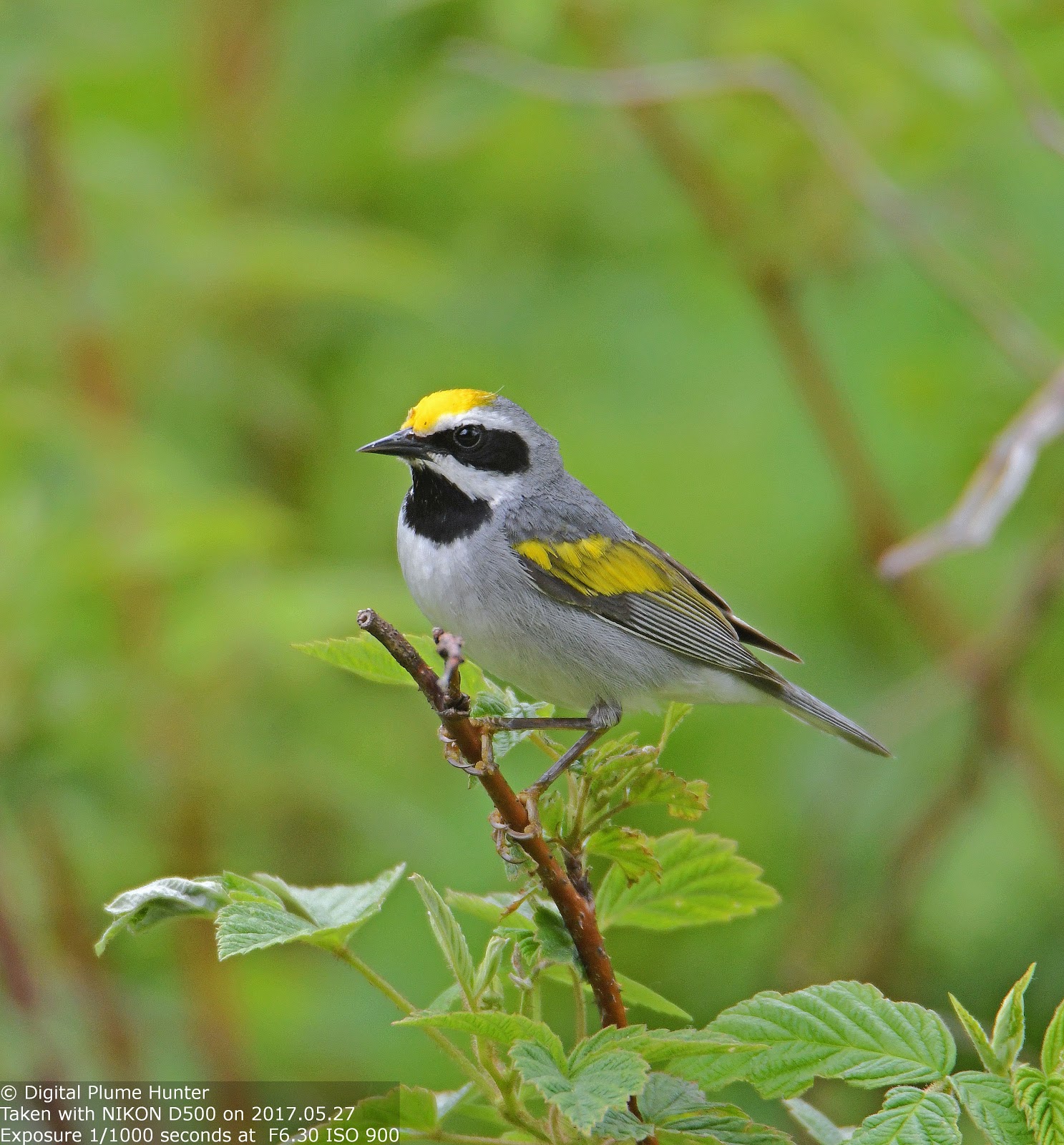 Hunting Digital Plumes in the US and Beyond: Quest for Gold: Finding ...