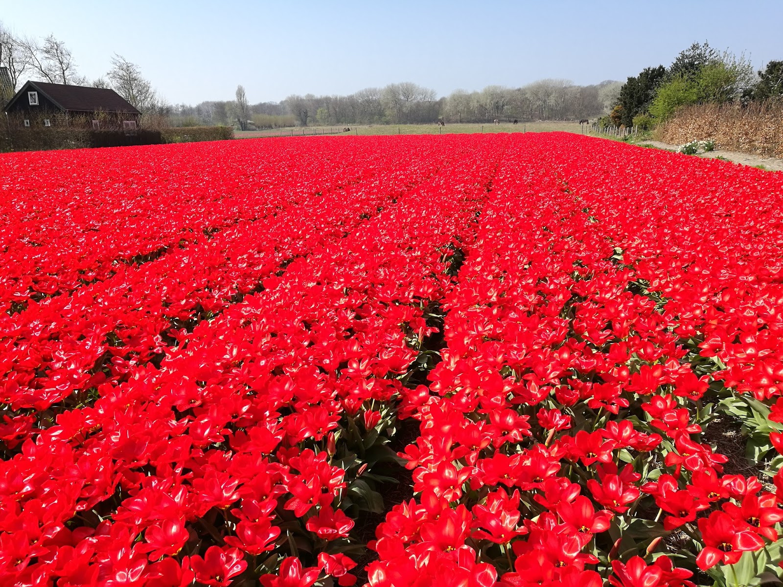 The Big Wobble : Photo of the day: A wonderful warm early spring has ...