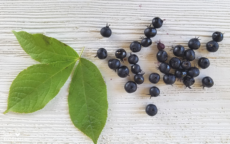 Huckleberry Identification Maine