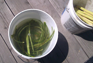 Rocinante Press: Moringa Paper