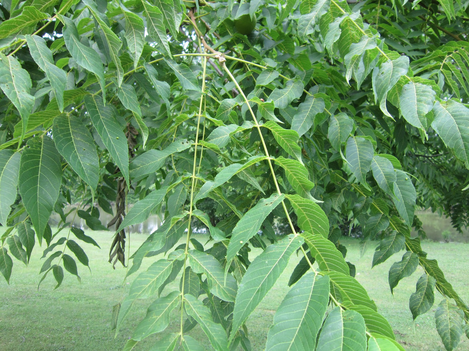 Carla's Forest and Rail: Tree Identification