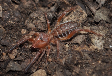 ZOOTOGRAFIANDO (6.057 ANIMALS): SOLÍFUGO O ARAÑA CAMELLO (Gluvia dorsalis)