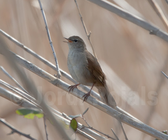 NATUREPHOTO: Rossinyol bord