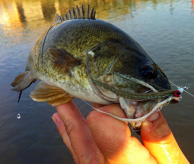 Bass Fishing Reports | California Striped Bass
