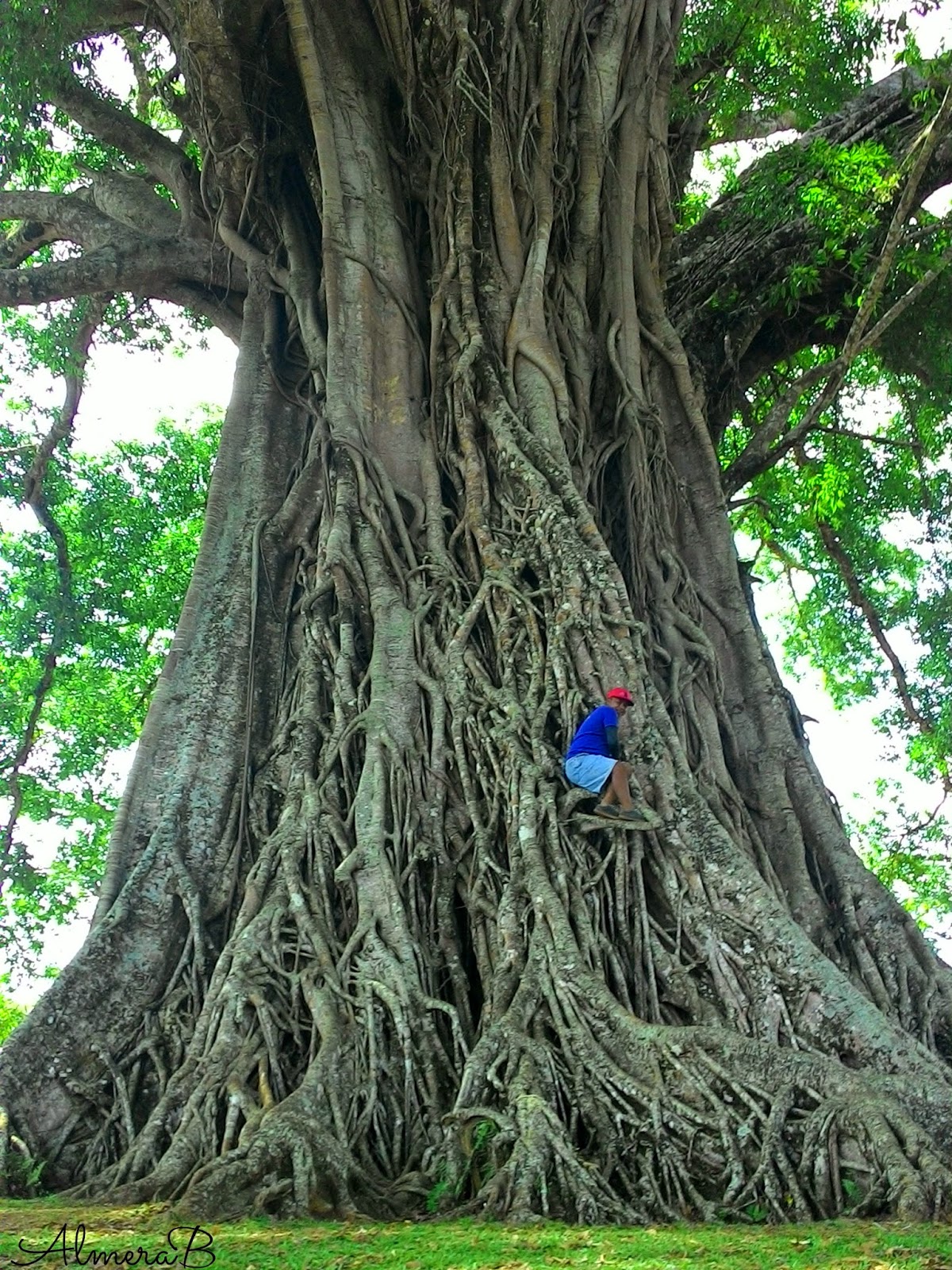 Negros Travels: Oldest and Biggest Tree of Canlaon City: Almera Talks ...