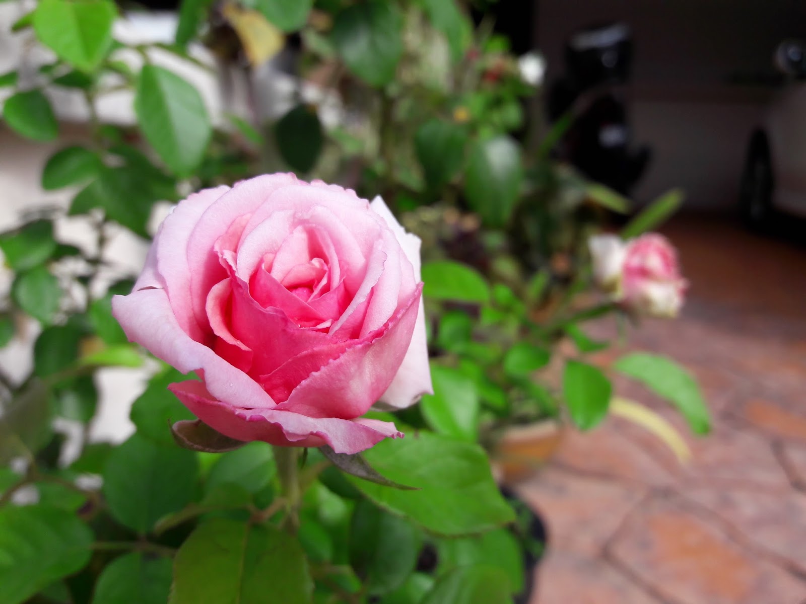 kebun sejemput...: Bunga-Bunga di Bulan Februari 2016