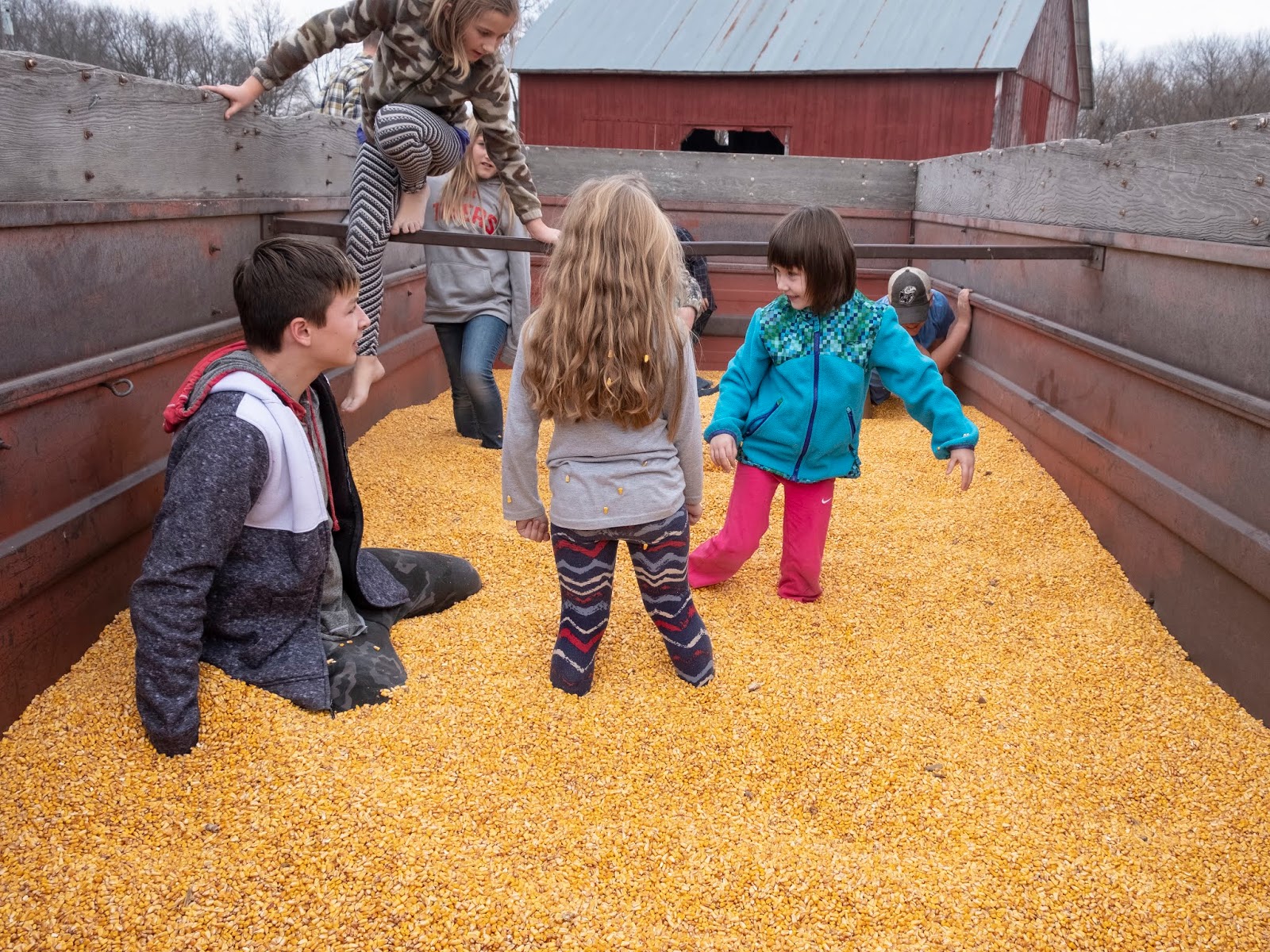 St. Louis Daily Photo: Children of the Corn