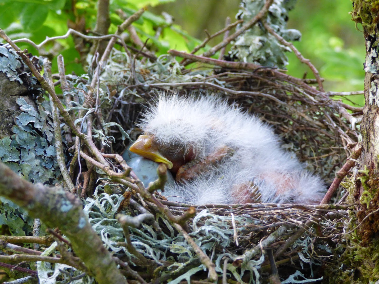 Ruffled Feathers: Haw-inspiring!