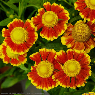 Plant Gallery - Encyklopedia Roślin: Helenium species and varieties ...