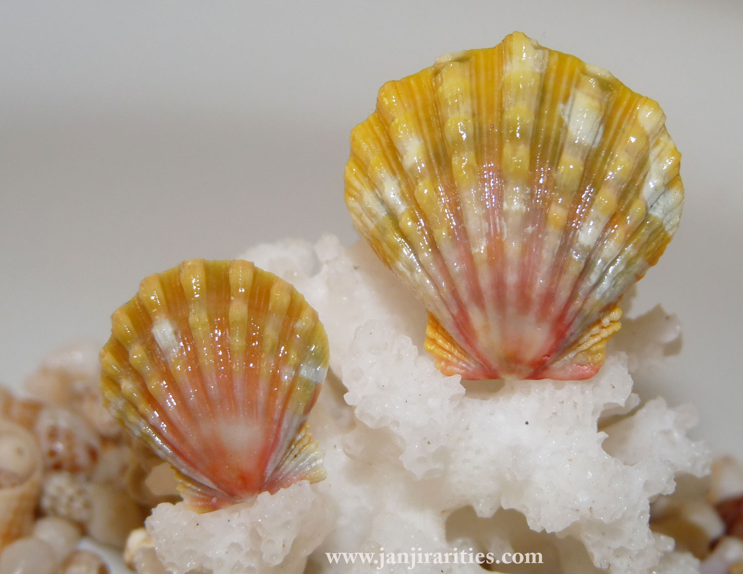 Kahelelani & Sunrise shell jewelry by.... Janjira: Sunrise & Moonrise ...