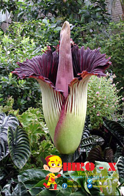 Mengenal Jenis-Jenis Fauna dan Flora Endemik Pulau Sumatra - HiroJuara ...