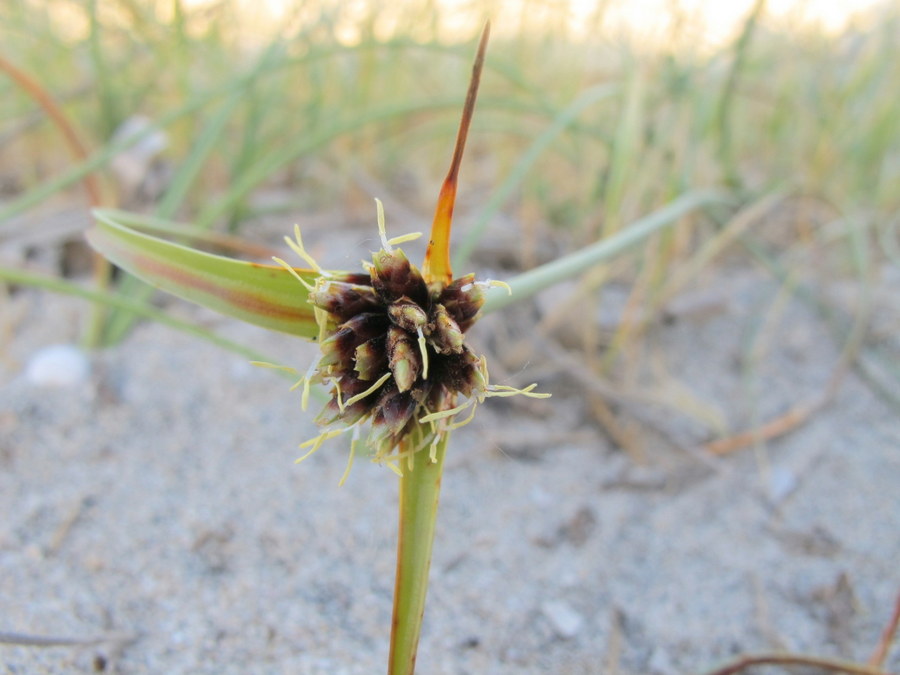 FLORA NEL SALENTO e.. anche altrove: Cyperus capitatus Vand ...