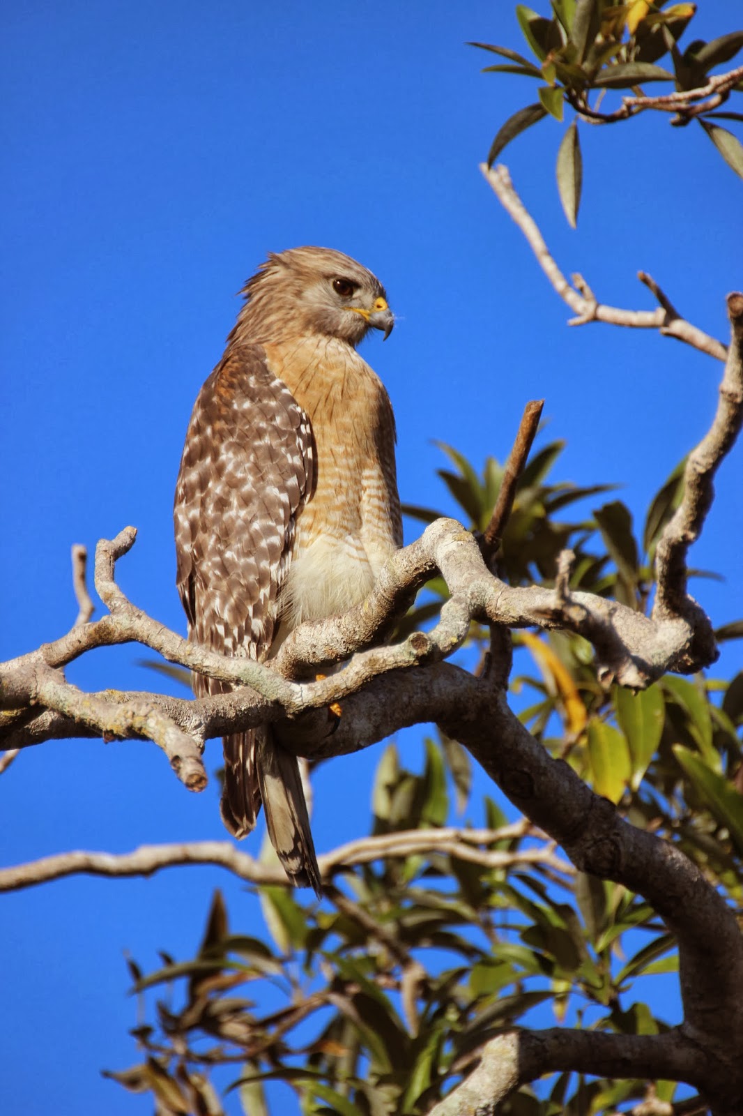 Cannundrums: Red Shouldered Hawk