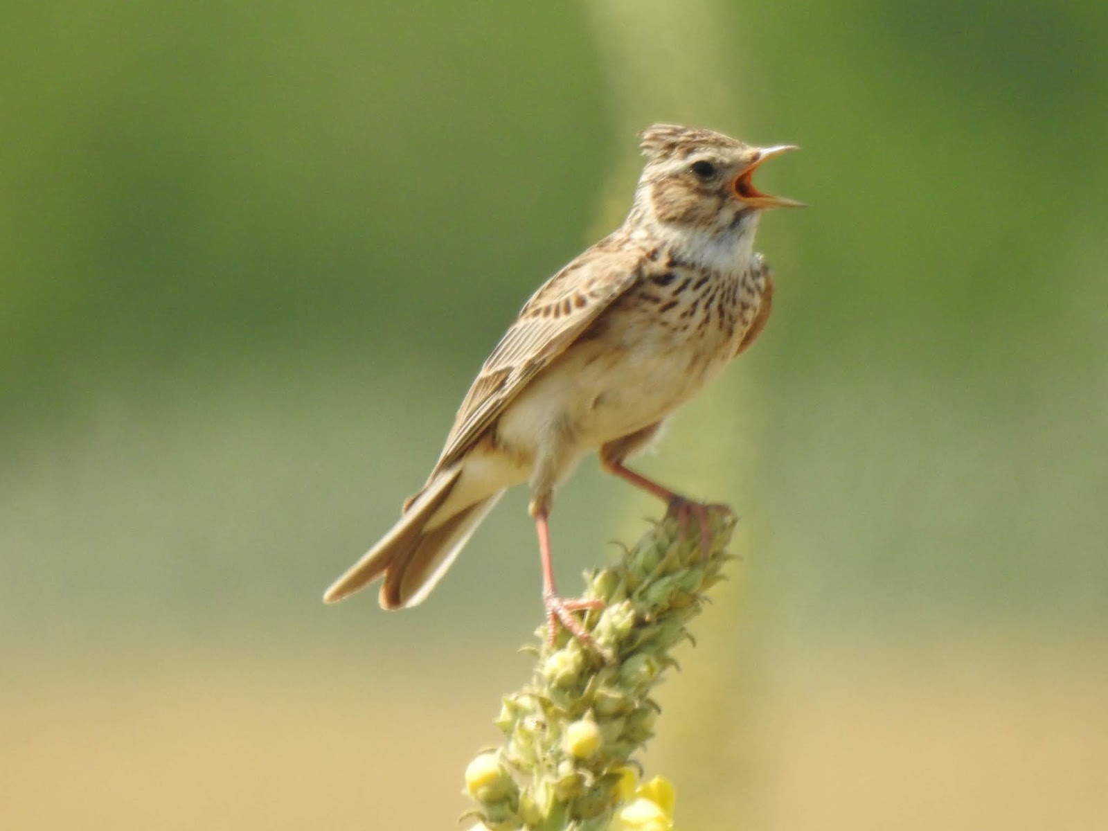 PASARI DIN ROMANIA: CIOCARLIA DE CAMP, Alauda arvensis