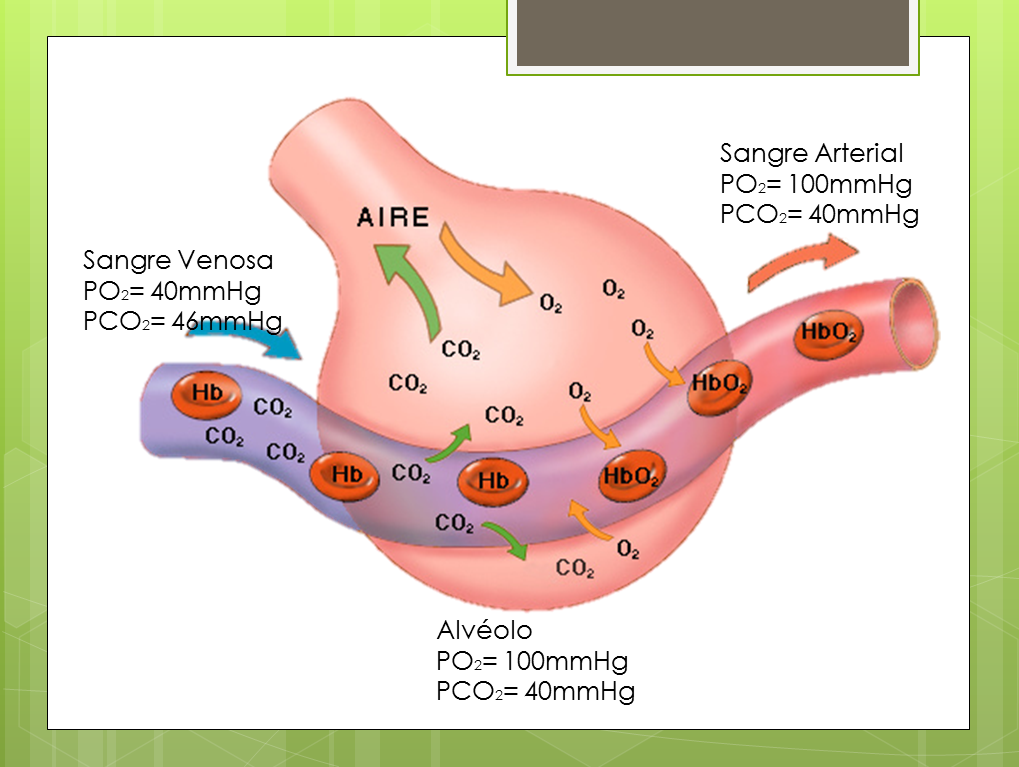 Fisiología - Alan Meneses Juárez - Grupo IV-5: DIFUSIÓN DE GASES