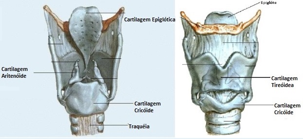 Cartilagem Aritenóide