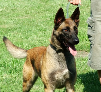 Molosos y Perros de Presa: Perros de Guarda y Perros de Defensa, por ...